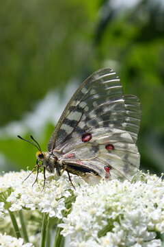 Parnassiinae Images – Browse 40 Stock Photos, Vectors, and Video ...
