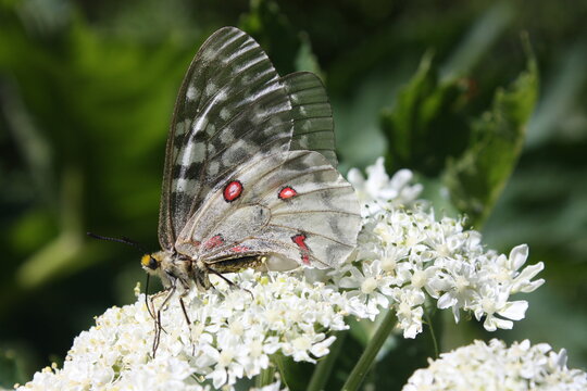 Parnassiinae Images – Browse 40 Stock Photos, Vectors, and Video ...