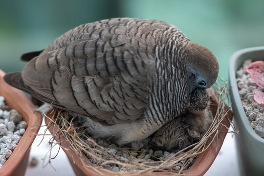 Taubenbabys Bilder – Durchsuchen 11,563 Archivfotos, Vektorgrafiken und ...