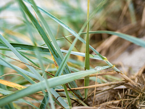 Wood-Rush Bilder – Durchsuchen 231 Archivfotos, Vektorgrafiken und ...