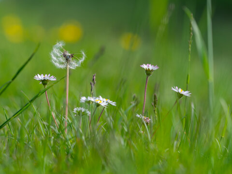 Pusteblumenwiese Bilder – Durchsuchen 7,807 Archivfotos, Vektorgrafiken ...