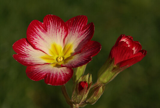 Sparaxis Images – Browse 143 Stock Photos, Vectors, and Video | Adobe Stock