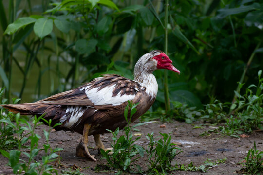 Indo-Duck Images – Browse 347 Stock Photos, Vectors, and Video | Adobe ...