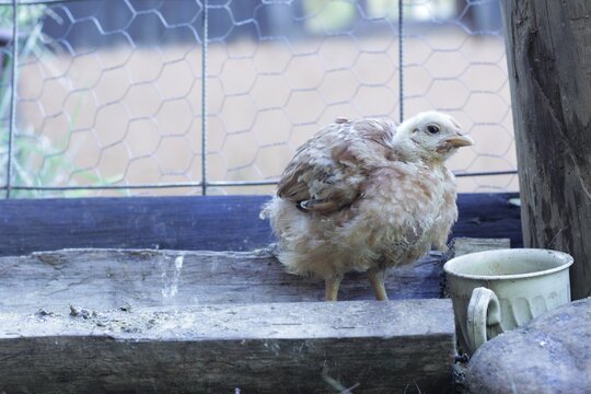 Taubenbabys Bilder – Durchsuchen 11,563 Archivfotos, Vektorgrafiken und ...