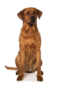 「Broholmer」の画像 - 228 件の Stock 写真、ベクターおよびビデオ | Adobe Stock