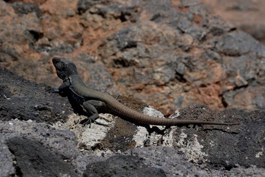 Black Lizard