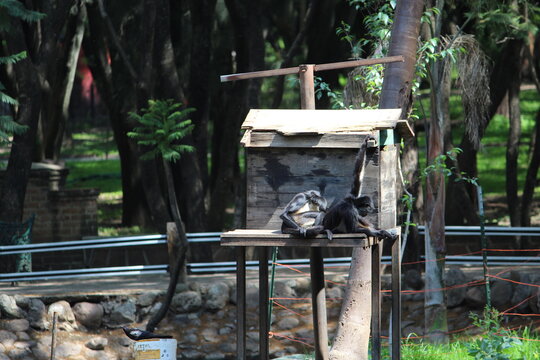 Chango Images – Parcourir 1,017 le catalogue de photos, vecteurs et ...