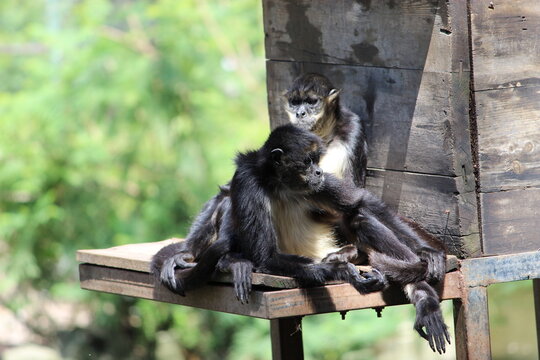 Chango Bilder – Durchsuchen 1,074 Archivfotos, Vektorgrafiken und ...