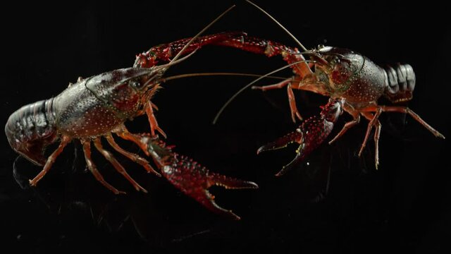 Black Crayfish Images – Browse 13,494 Stock Photos, Vectors, and Video ...