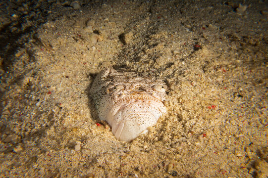 รูปภาพReticulate – เลือกดูภาพถ่ายสต็อก เวกเตอร์ และวิดีโอ9,485 | Adobe ...