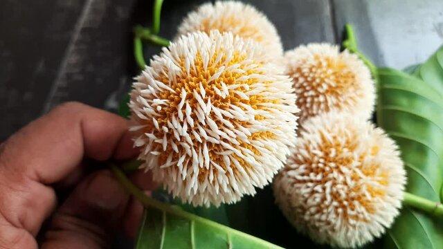 Kadamba Images – Browse 71 Stock Photos, Vectors, and Video | Adobe Stock