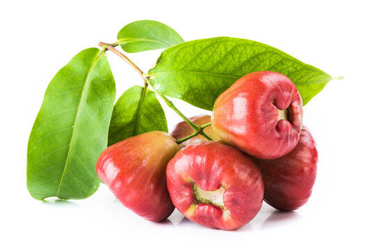 "Java Apple" Bilder – Durchsuchen 2,433 Archivfotos, Vektorgrafiken und ...