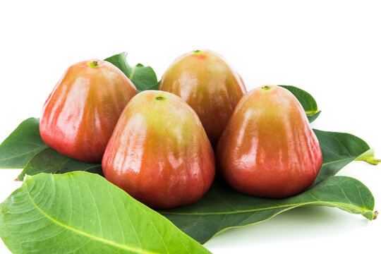 Jamalac Images – Browse 2,432 Stock Photos, Vectors, and Video | Adobe ...