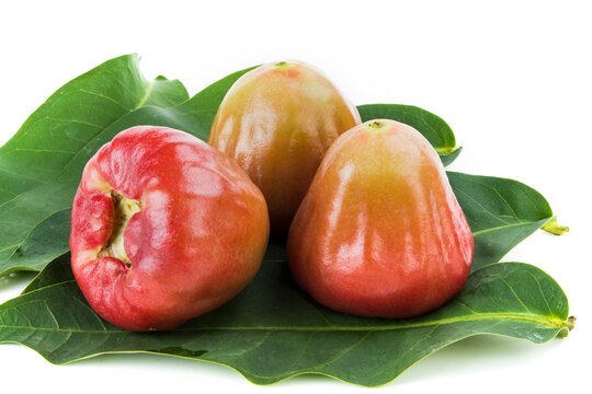 รูปภาพChambakka – เลือกดูภาพถ่ายสต็อก เวกเตอร์ และวิดีโอ2,370 | Adobe Stock