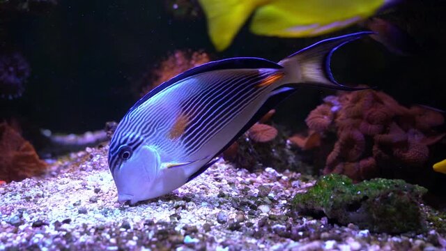 "Sohal Tang" Billeder – Gennemse 721 stockfotos, vektorer og videoer ...