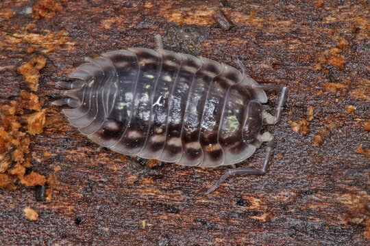 Cloporte Images – Browse 36 Stock Photos, Vectors, and Video | Adobe Stock