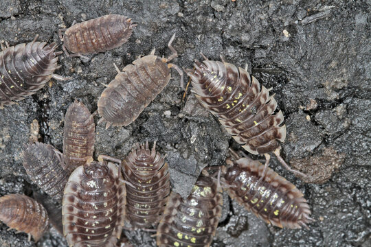 Isopode Bilder – Durchsuchen 11 Archivfotos, Vektorgrafiken und Videos ...