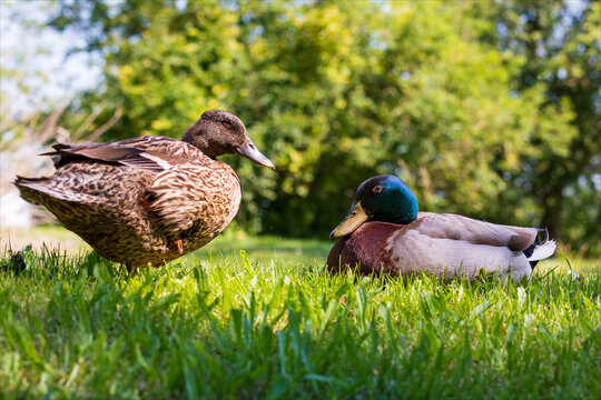 รูปภาพAnatre – เลือกดูภาพถ่ายสต็อก เวกเตอร์ และวิดีโอ1,698 | Adobe Stock