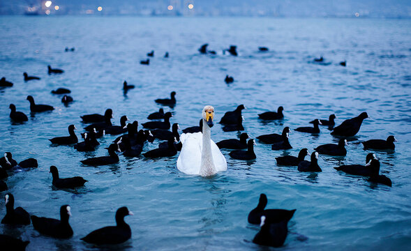 Swon Images – Browse 34 Stock Photos, Vectors, and Video | Adobe Stock