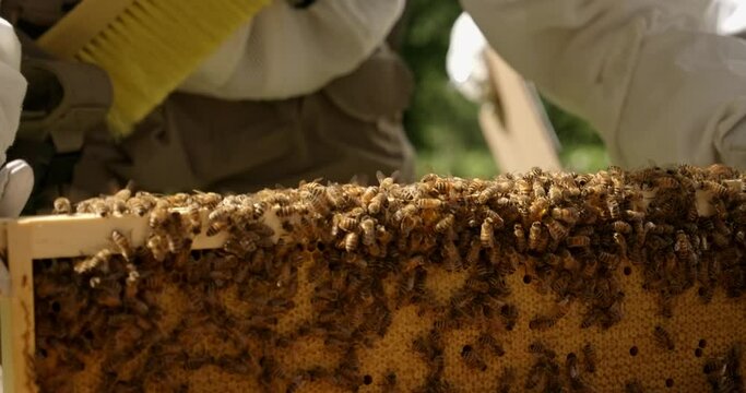 Apiary Images – Browse 123,779 Stock Photos, Vectors, and Video | Adobe ...