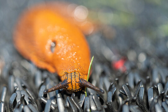 รูปภาพLusitanicus – เลือกดูภาพถ่ายสต็อก เวกเตอร์ และวิดีโอ717 | Adobe Stock