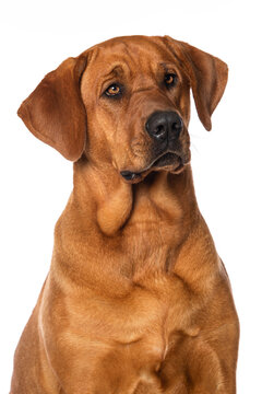 Broholmer 이미지 – 찾아보기 226 스톡 사진, 벡터 및 비디오 | Adobe Stock