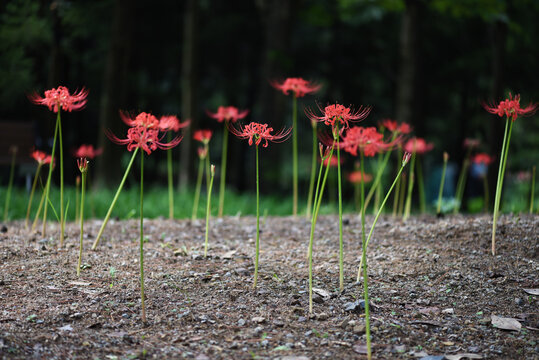"Magic Lily" Images – Browse 849 Stock Photos, Vectors, and Video ...