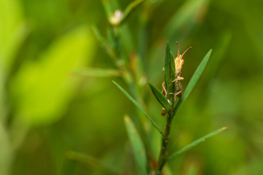 รูปภาพPlanze – เลือกดูภาพถ่ายสต็อก เวกเตอร์ และวิดีโอ1,579 | Adobe Stock