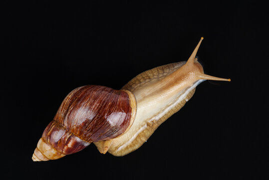 "Giant African Snail" Images – Browse 2,720 Stock Photos, Vectors, and ...
