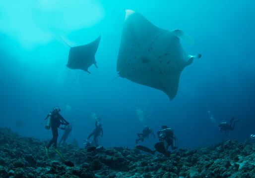 Manta Ray School Images – Browse 1,667 Stock Photos, Vectors, and Video ...