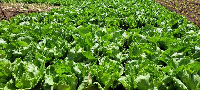 Lechugas Bilder – Durchsuchen 687 Archivfotos, Vektorgrafiken und ...