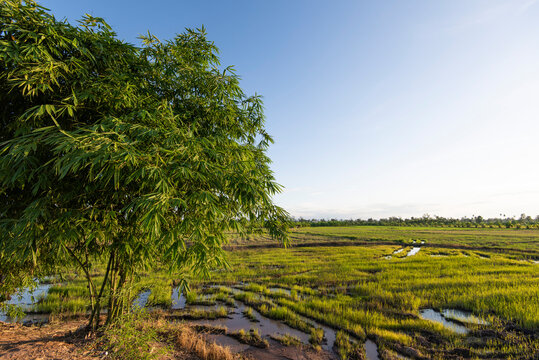 รูปภาพBanboo – เลือกดูภาพถ่ายสต็อก เวกเตอร์ และวิดีโอ273 | Adobe Stock