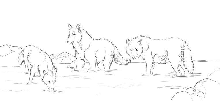 How To Draw A Wolf Pack