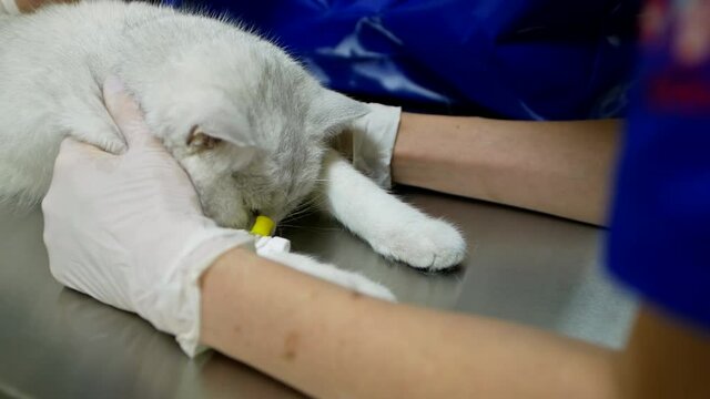 "Pet Doctor" Imagens – Procure 348 fotos, vetores e vídeos | Adobe Stock