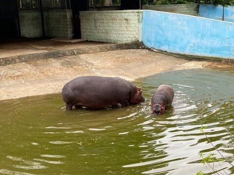 รูปภาพAquatic.hog – เลือกดูภาพถ่ายสต็อก เวกเตอร์ และวิดีโอ2,076 | Adobe ...