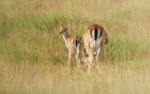 Cervinae Images – Parcourir 5,160 le catalogue de photos, vecteurs et ...