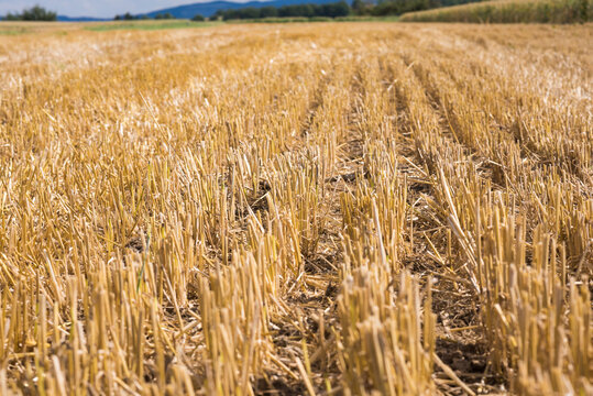"Stubble Field" Images – Browse 2,814 Stock Photos, Vectors, and Video ...