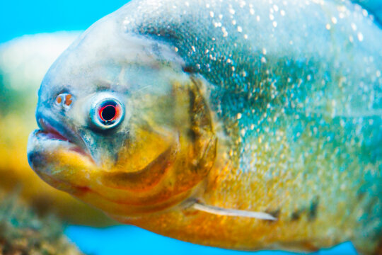 รูปภาพPirania – เลือกดูภาพถ่ายสต็อก เวกเตอร์ และวิดีโอ383 | Adobe Stock