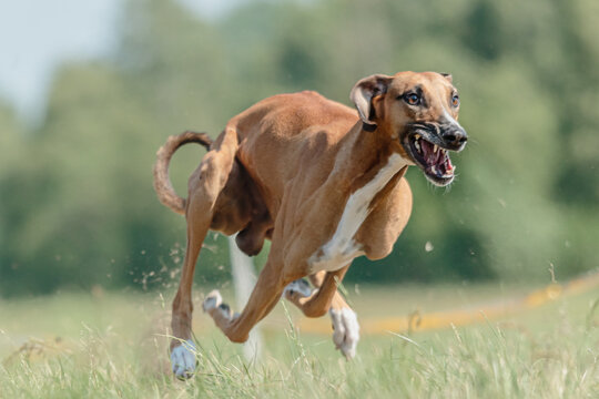 Imagens de Azawakh – Explore Fotografias do Stock, Vetores e Vídeos de ...