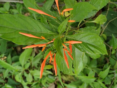 Basak Images – Browse 76 Stock Photos, Vectors, and Video | Adobe Stock