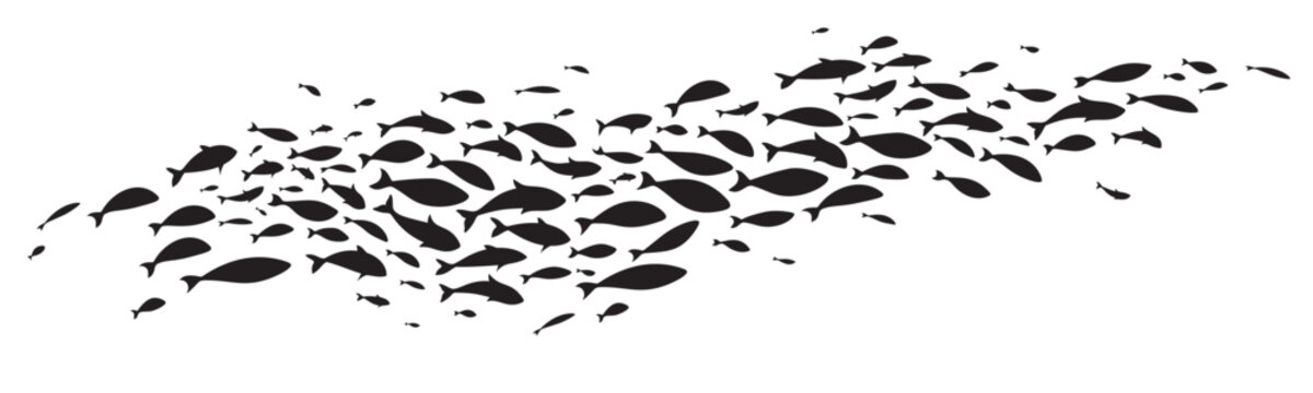 Free Fish Images – Browse 13,249 Free Stock Photos, Vectors, and Video ...