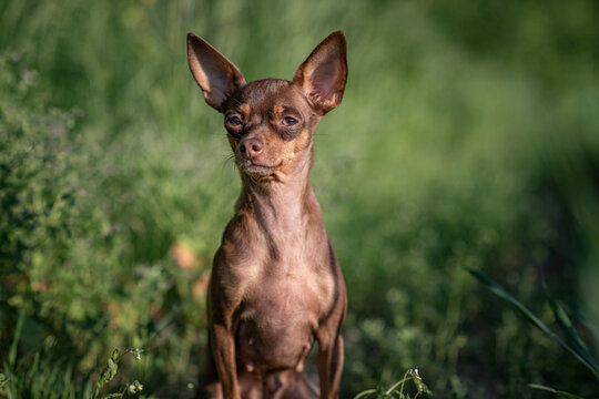รูปภาพToyterrier – เลือกดูภาพถ่ายสต็อก เวกเตอร์ และวิดีโอ1,411 | Adobe ...