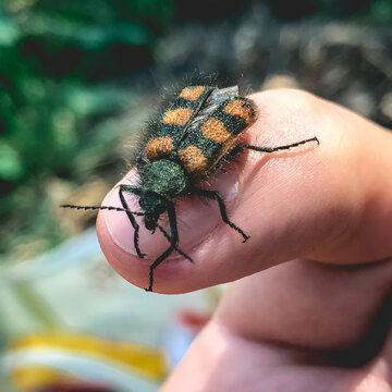 Pololo Images – Browse 8 Stock Photos, Vectors, and Video | Adobe Stock