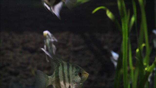 "Angle Fish" Bilder – Durchsuchen 56 Archivfotos, Vektorgrafiken und ...