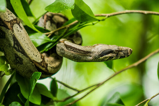 Serpenter Images – Parcourir 8,698 le catalogue de photos, vecteurs et ...