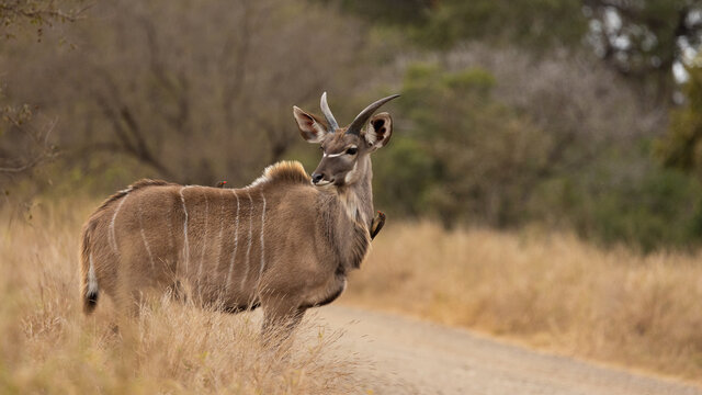 「Tickbird」の画像 - 3,085 件の Stock 写真、ベクターおよびビデオ | Adobe Stock