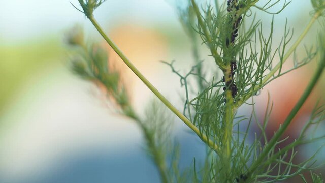 Tickle Video Footage – Browse 4,986 HD Stock Video and Footage | Adobe ...