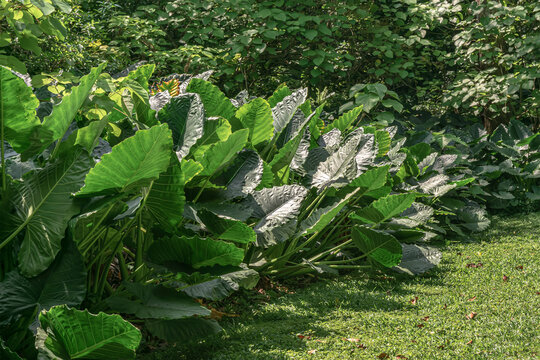 「Mafafa」の写真素材 | 20件の無料イラスト画像 | Adobe Stock