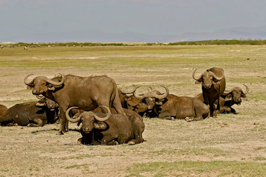 Imagens de Bufflon – Explore Fotografias do Stock, Vetores e Vídeos de ...