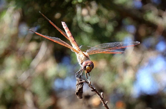 Libelinha Images – Browse 84 Stock Photos, Vectors, and Video | Adobe Stock